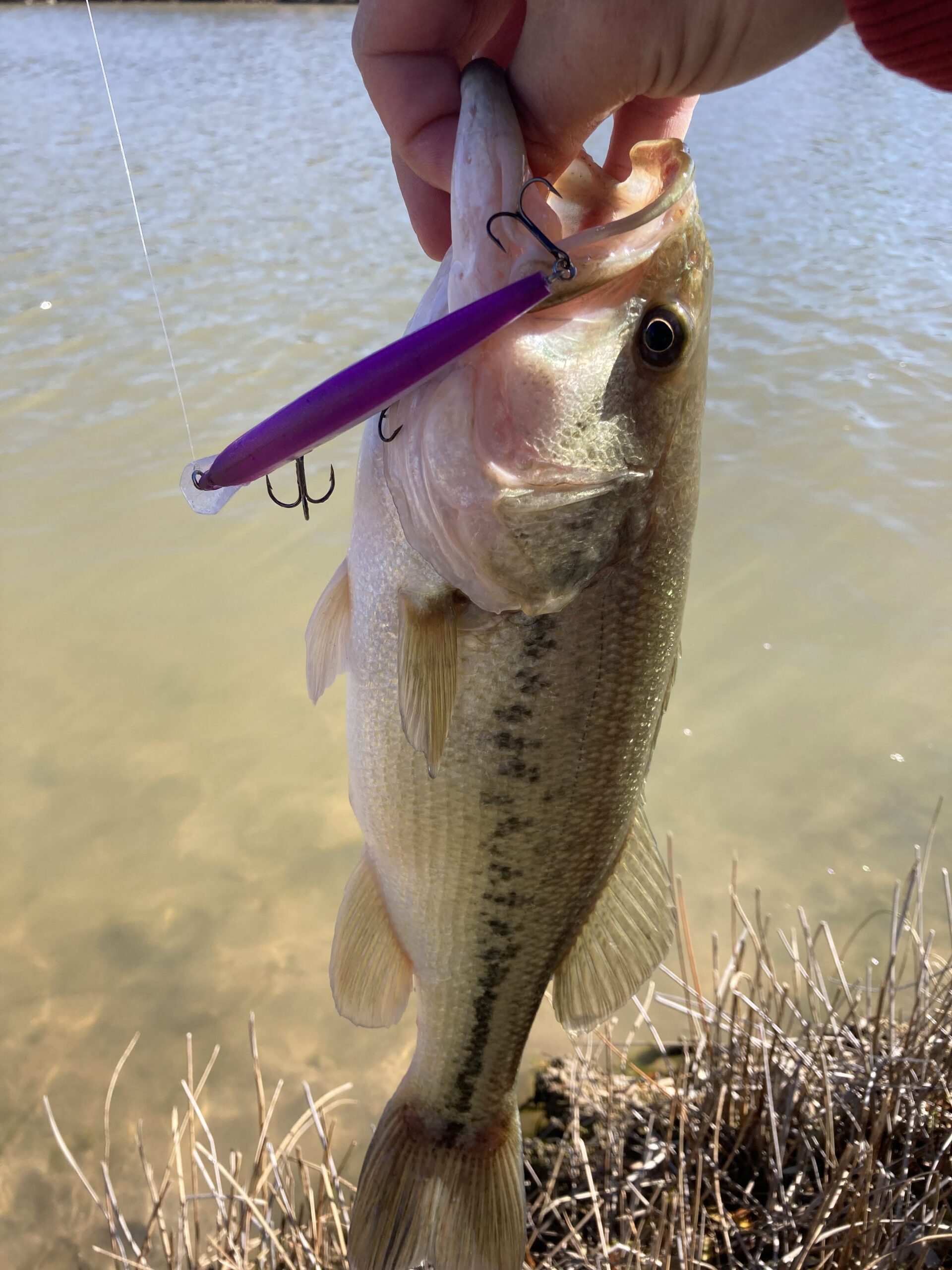 How to Fish a Suspending Jerkbait for BassLive Bass Fishing