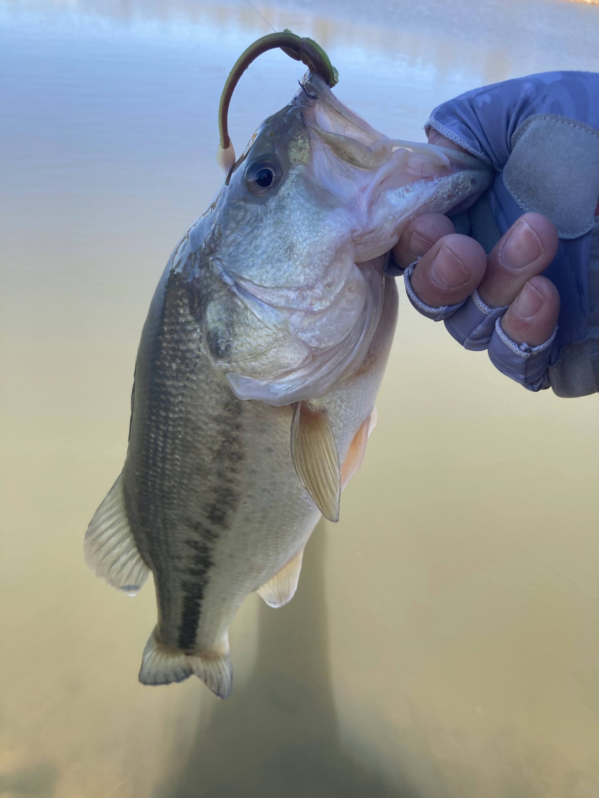 How to Rig a Drop Shot For Bass FishingLive Bass Fishing